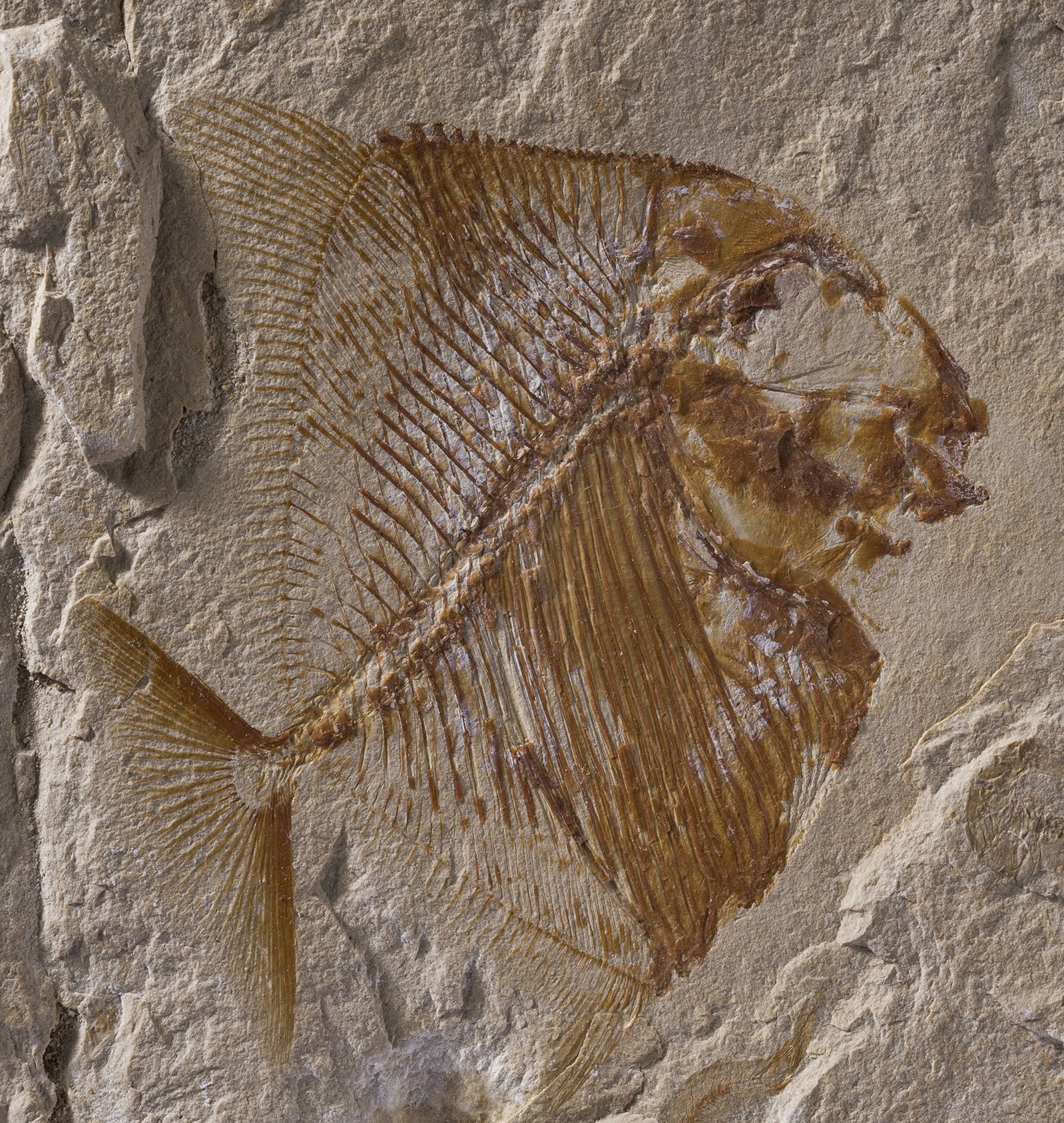 La longue histoire des poissons fossiles du Liban au Muséum de Genève ...