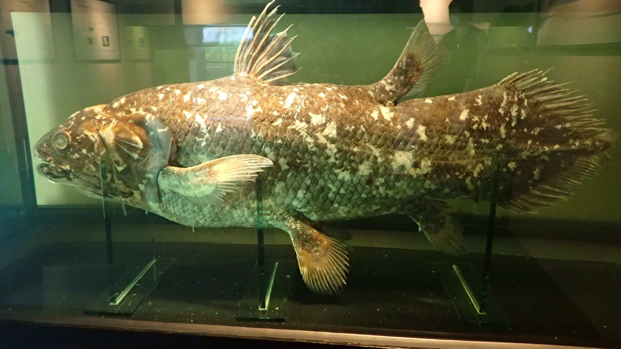 Un morceau de crâne d’un poisson géant découvert dans les collections ...