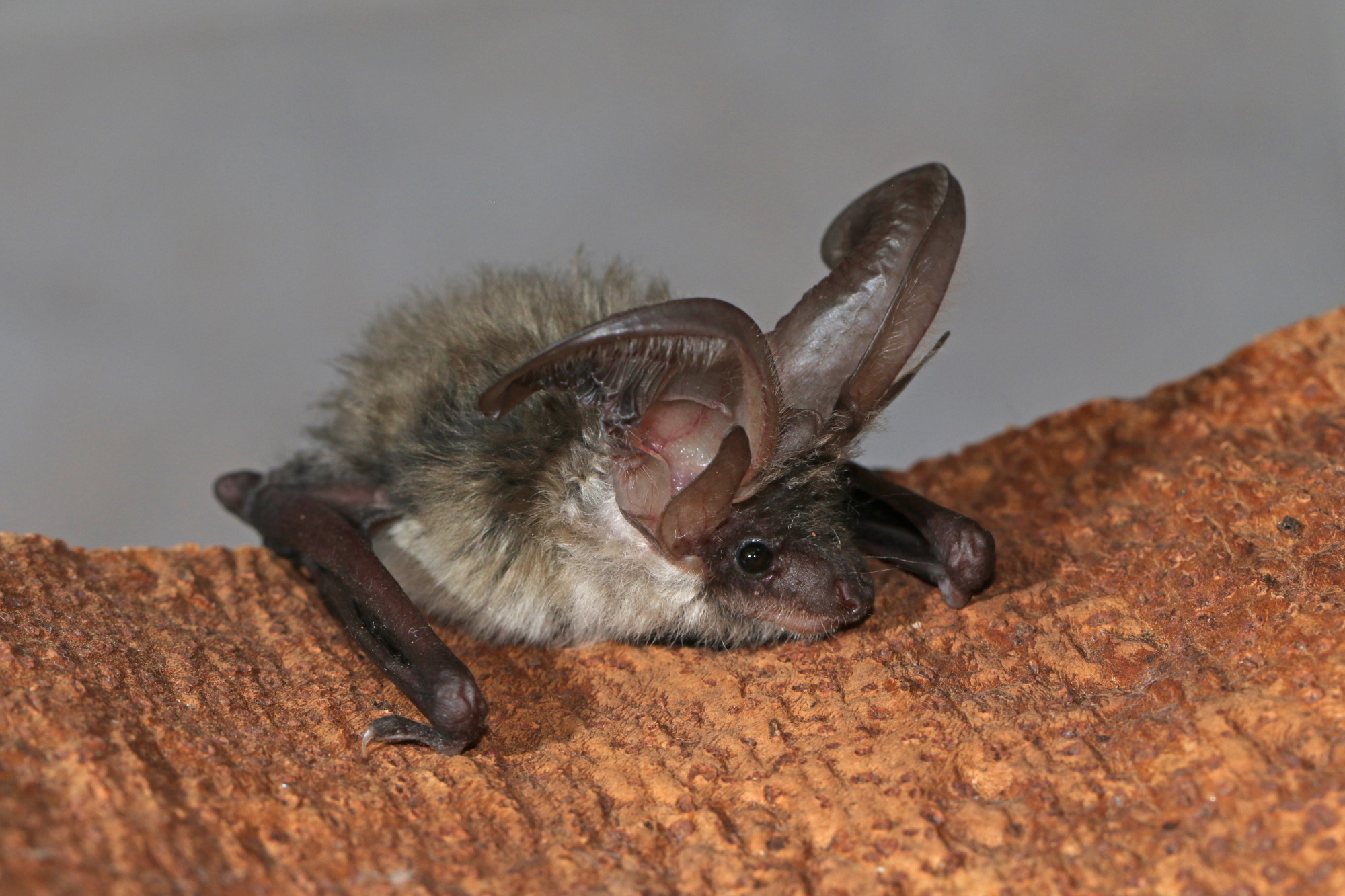 Cohabiter sans se concurrencer : les habitudes alimentaires des chauves ...