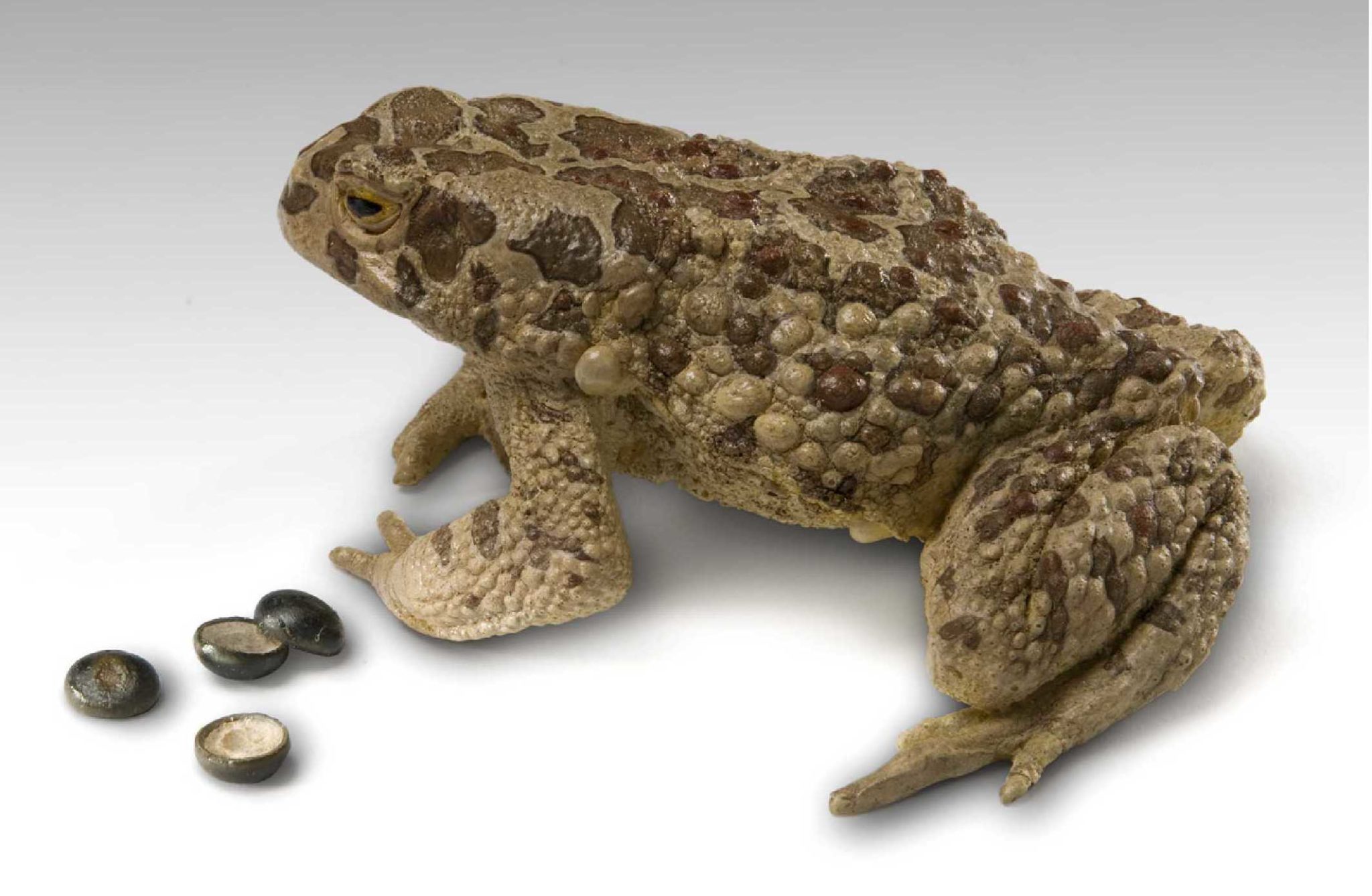 La crapaudine : un fossile qui est passé du cul des souffreteux à la ...