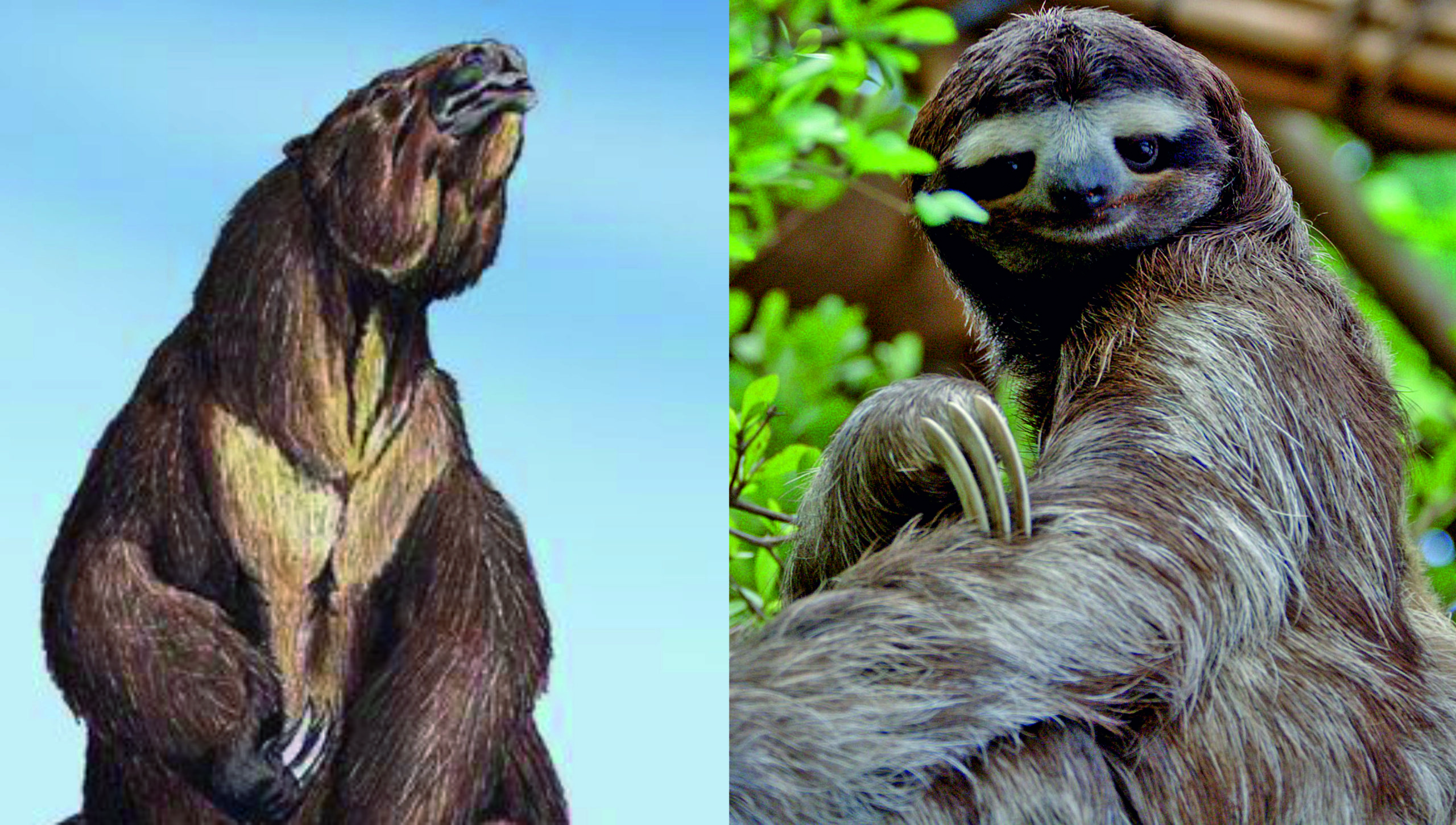 Le paresseux géant du Muséum de Genève s’est blessé à l’épaule, mais il ...