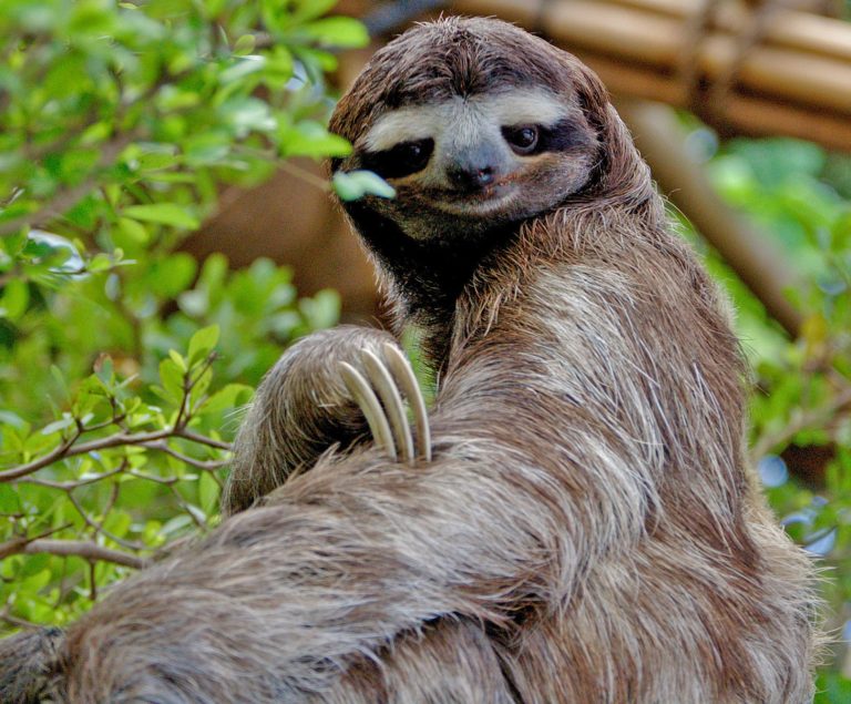 Le paresseux géant du Muséum de Genève s’est blessé à l’épaule, mais il ...