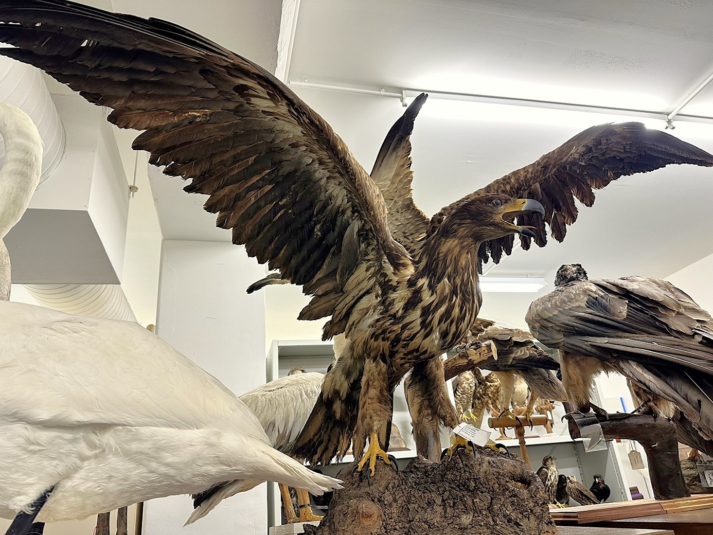 Historique du Pygargue pour les nuls – MuséumLab